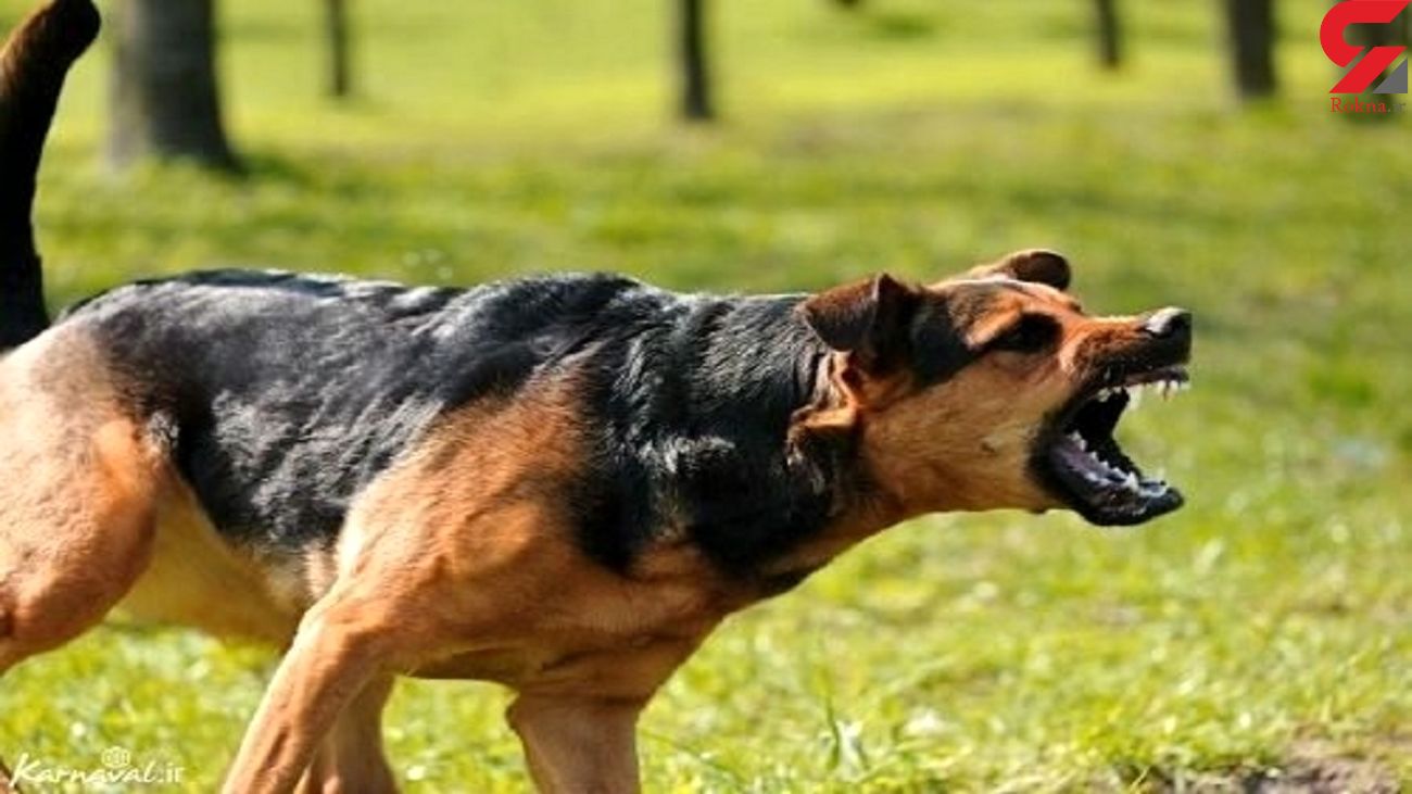 آخرین خبر فیلم لحظه حمله سگ ولگرد به دختر جوانرودی